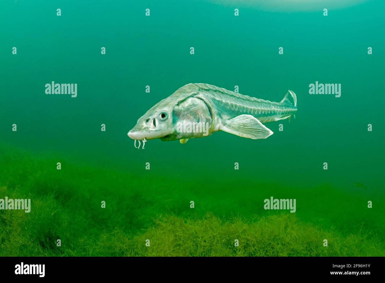European sturgeon or Beluga sturgeon, Huso huso, tributary of the river ...