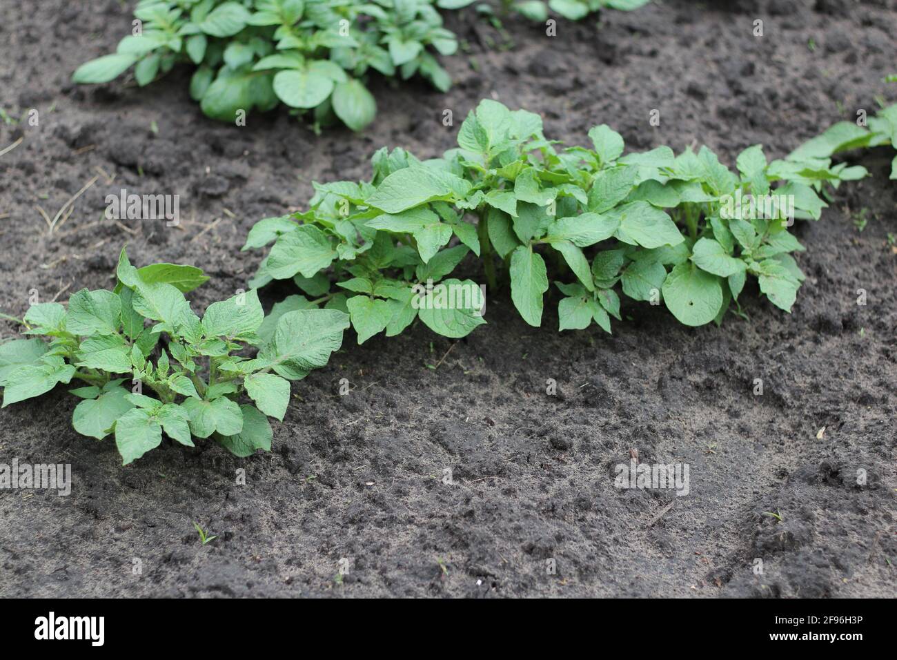 Young small potato plants hi-res stock photography and images - Alamy