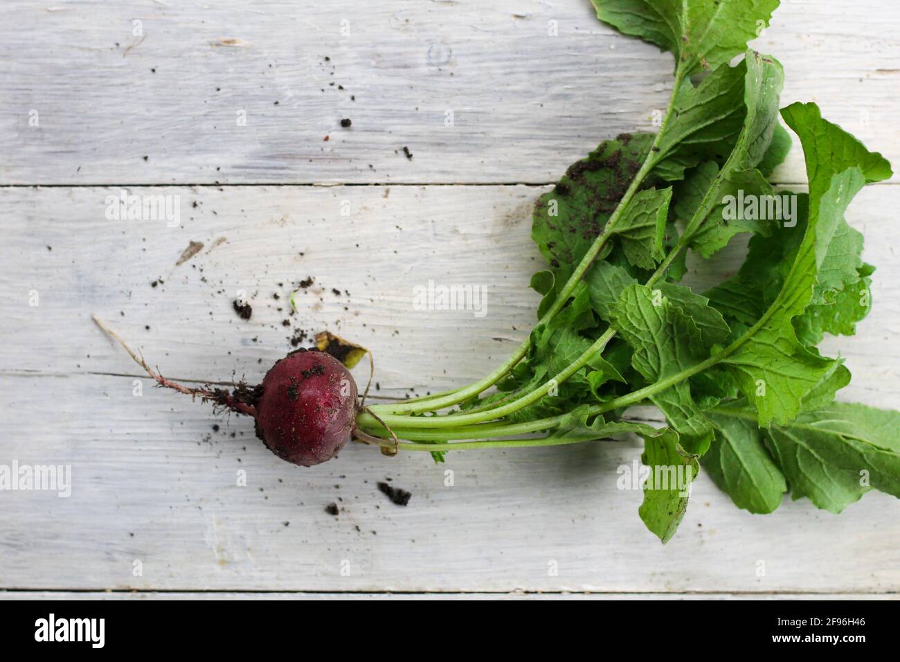one radish with green tops lies on an old shabby table Stock Photo - Alamy
