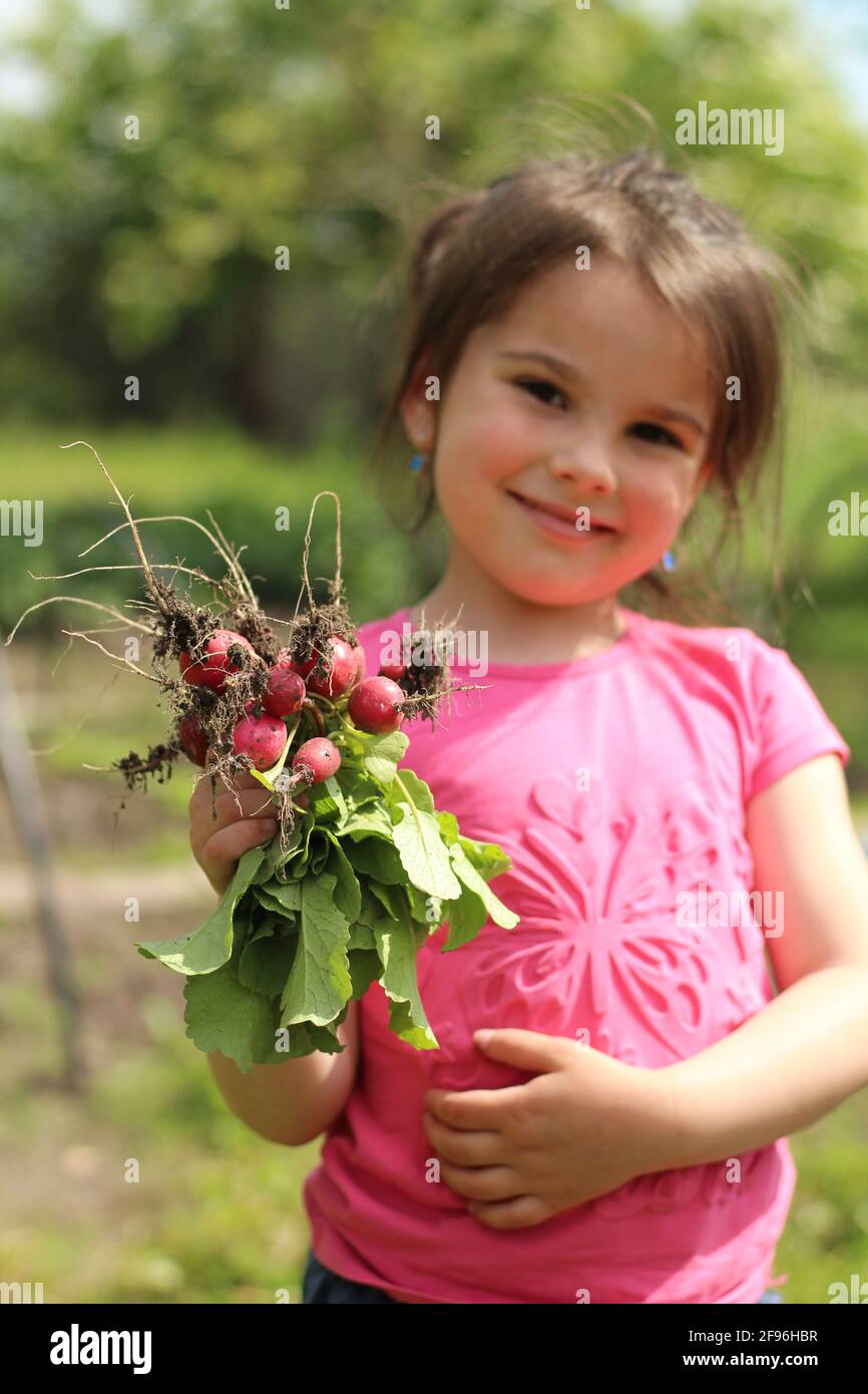Freshly picked radish in the hands of a little girl in the garden Stock ...