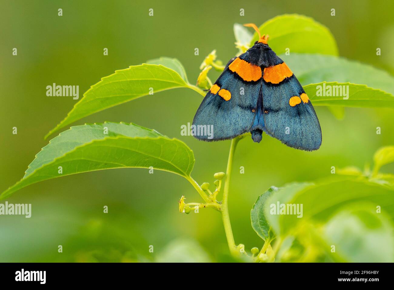 False Tiger Moth High Resolution Stock Photography and Images - Alamy