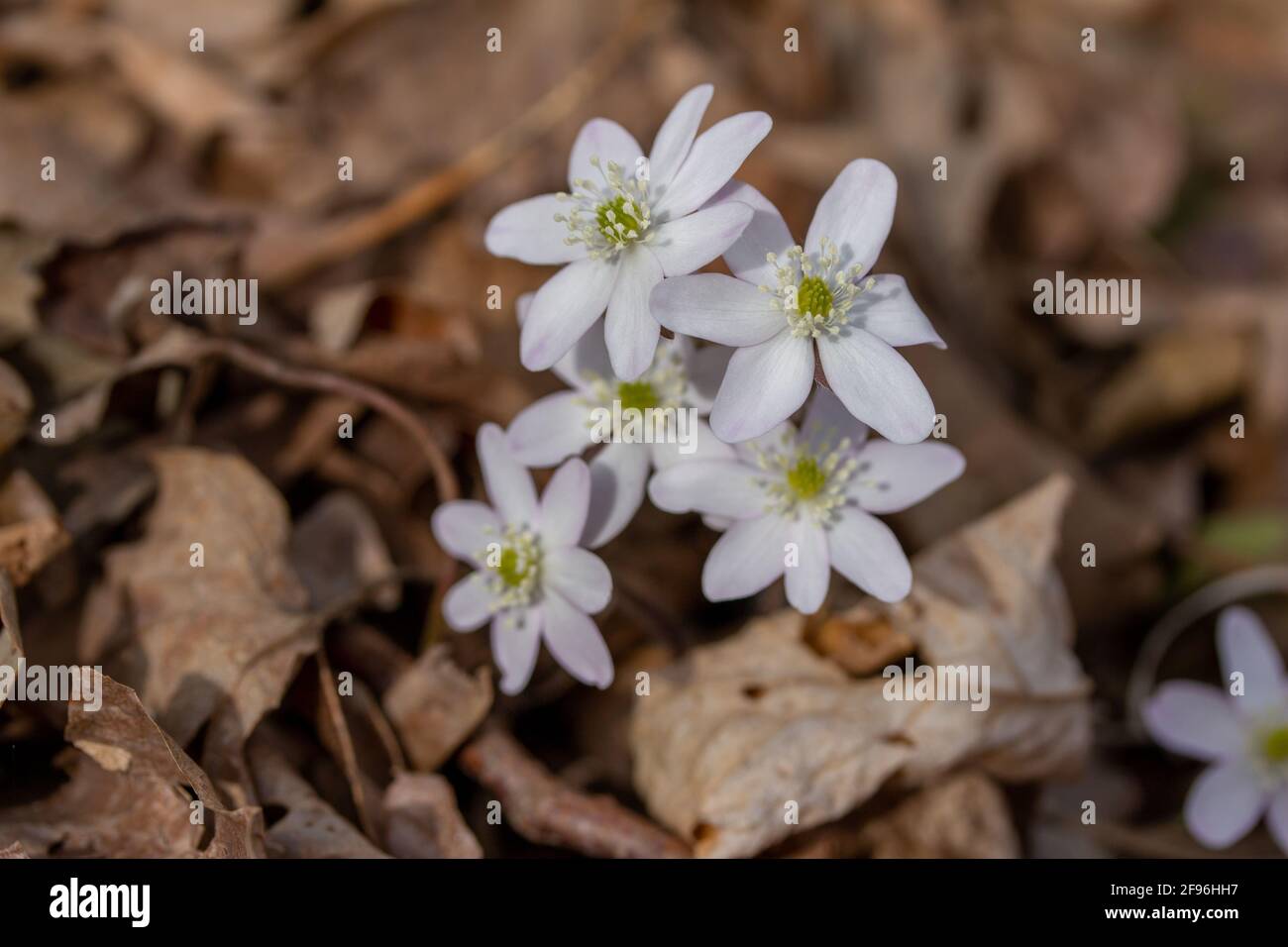 Close up view of a cluster of sharp-lobed Hepatica wildflowers (anemone ...