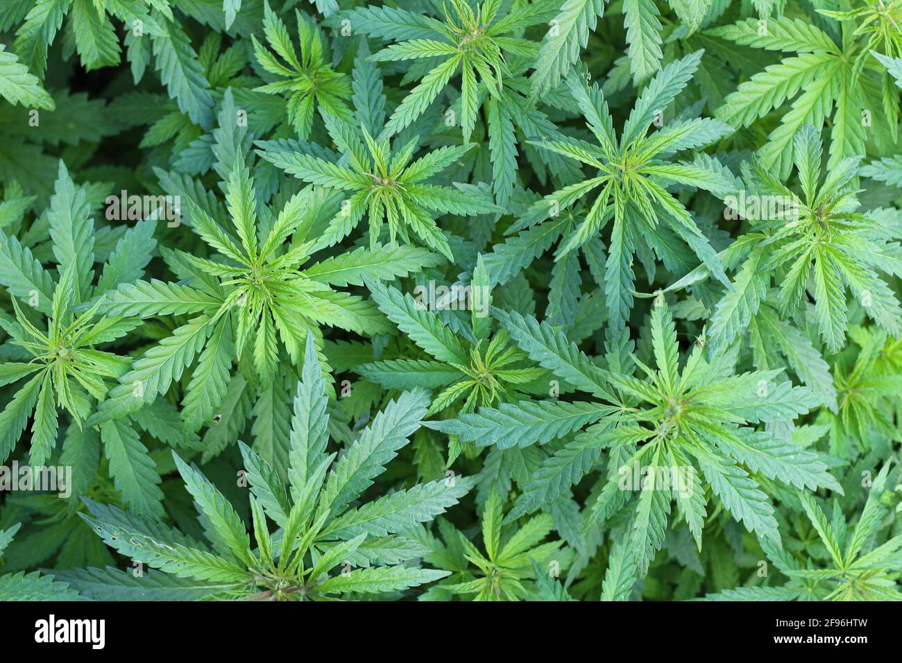 Plantation of wild young hemp plants Stock Photo - Alamy