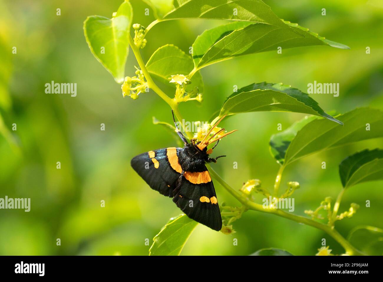 Superb False Tiger Moth in Zanzibar Stock Photo - Alamy