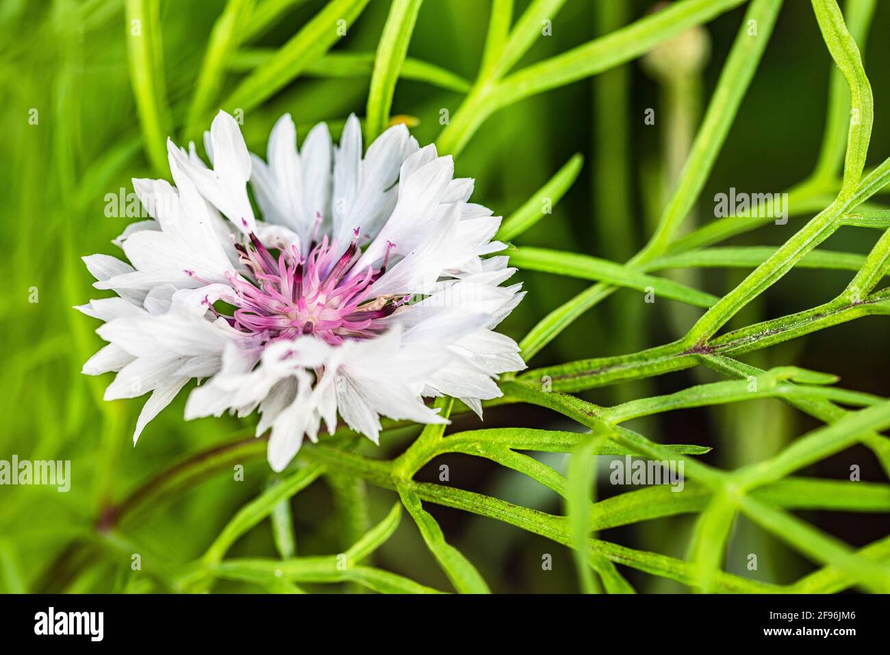 Centaurea Cyanus White