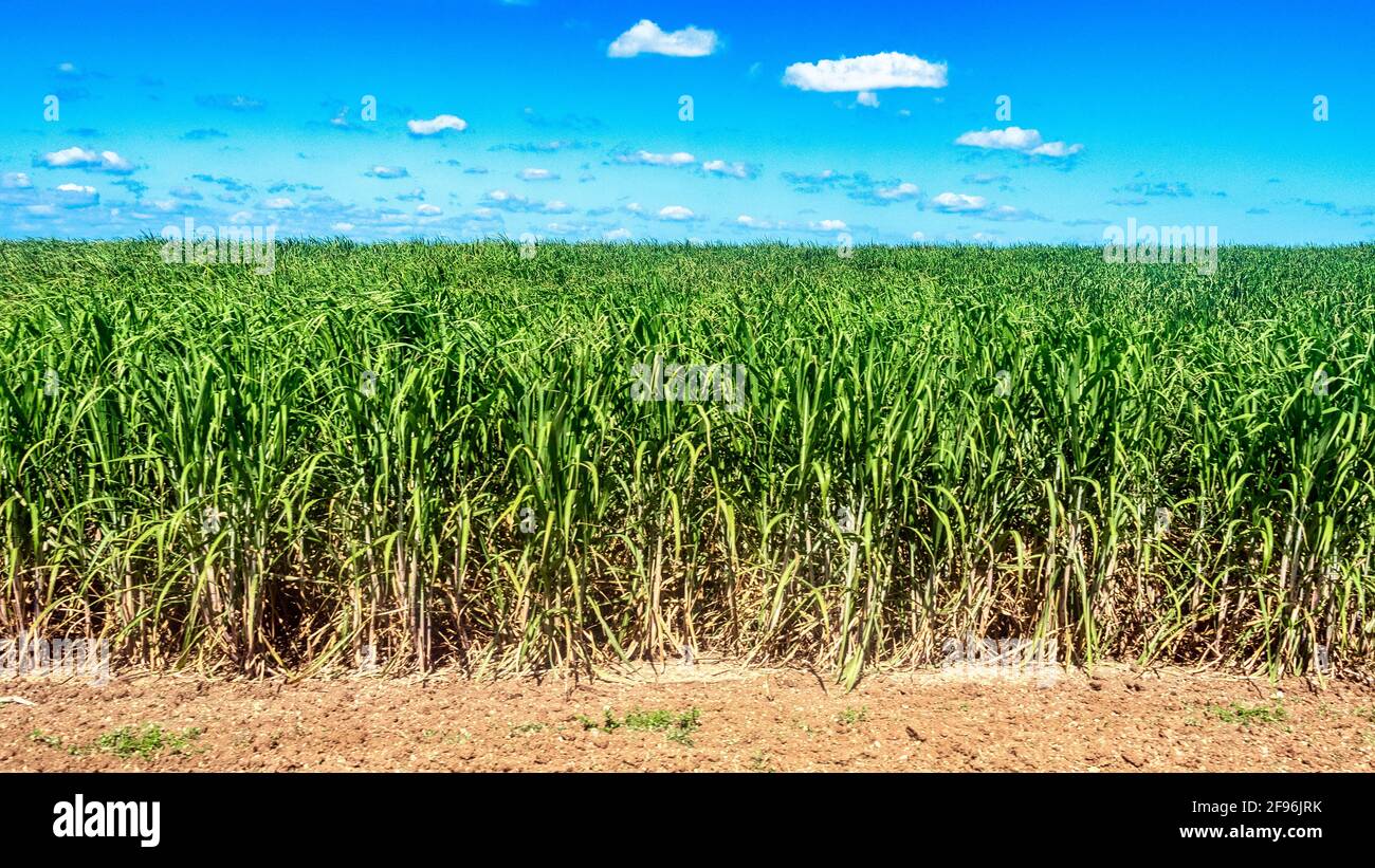 Cuba sugar plantation hi-res stock photography and images - Alamy