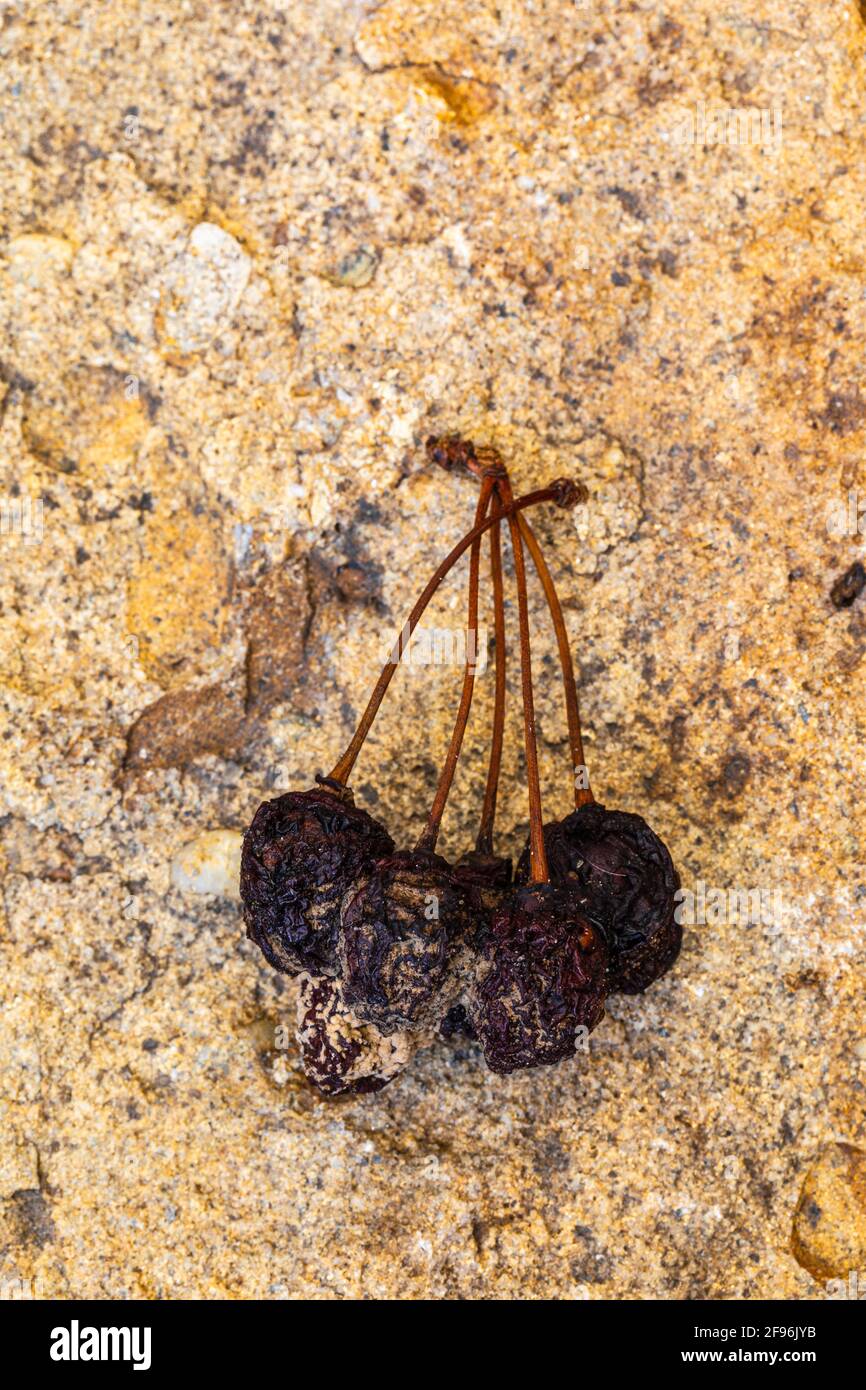 Rotten cherries hi-res stock photography and images - Alamy