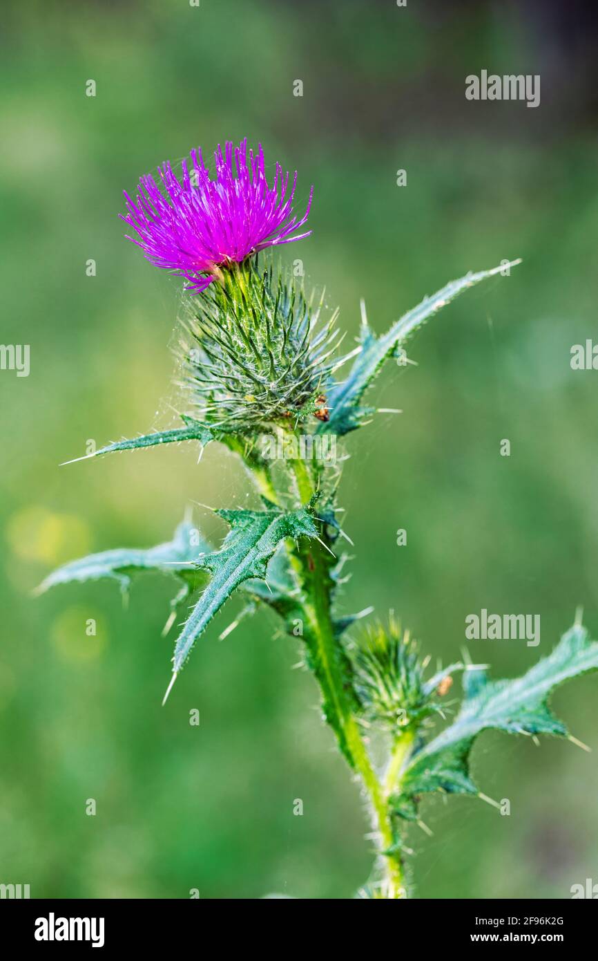 Common thistle, Cirsium vulgare, flower, buds Stock Photo - Alamy