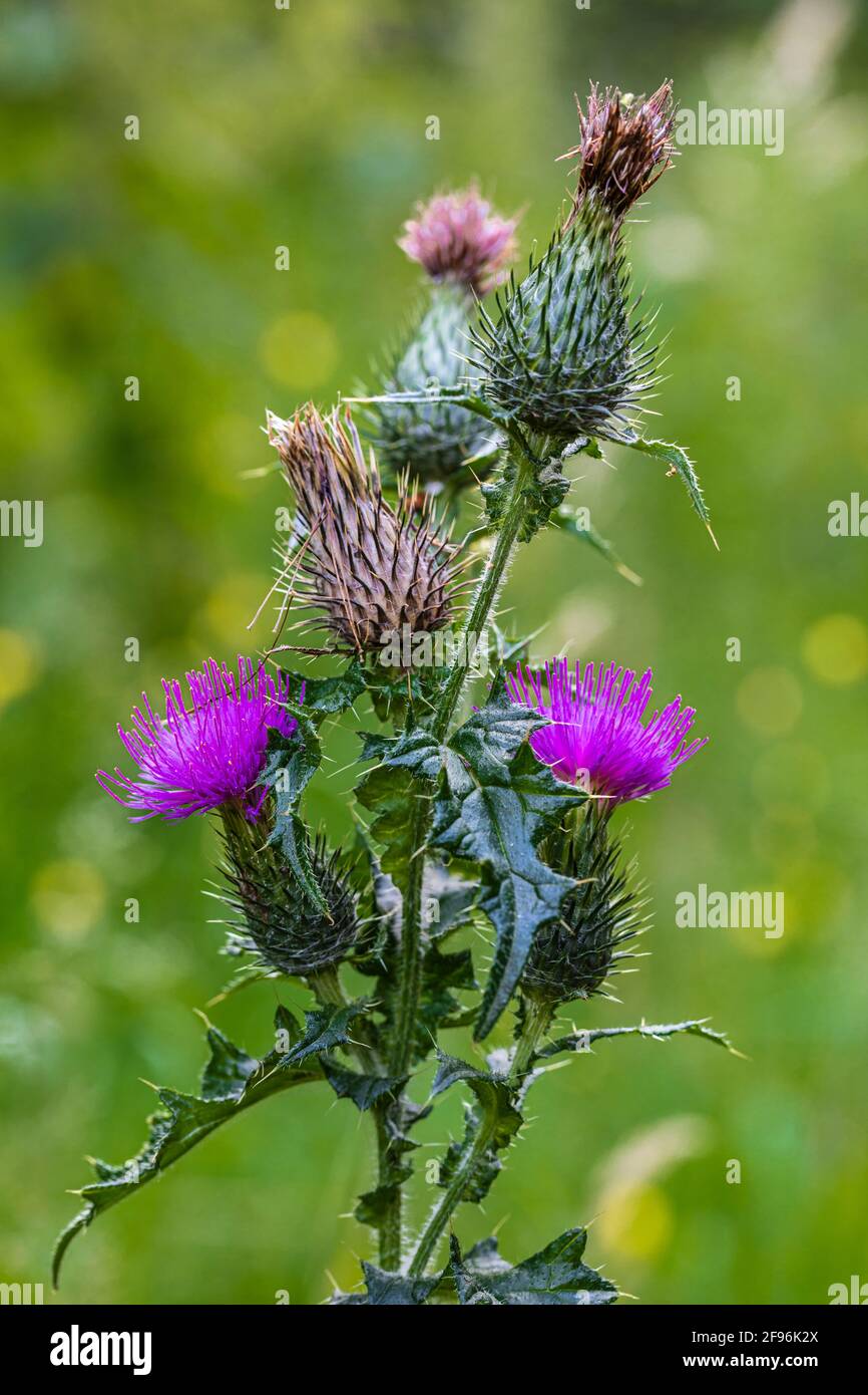 Common thistle, Cirsium vulgare, flower, buds Stock Photo - Alamy