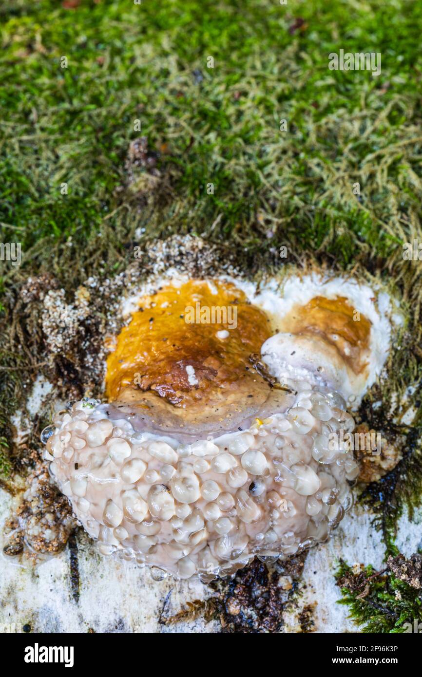 A tinder sponge grows on dead wood with guttation Stock Photo - Alamy