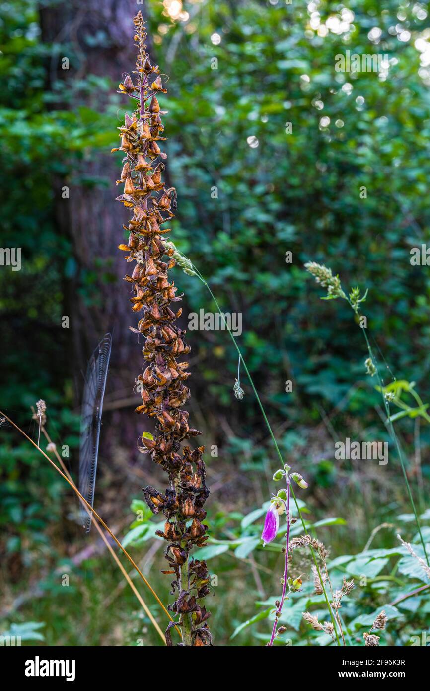 Dried thimble from last year, seed stand, spider web Stock Photo - Alamy