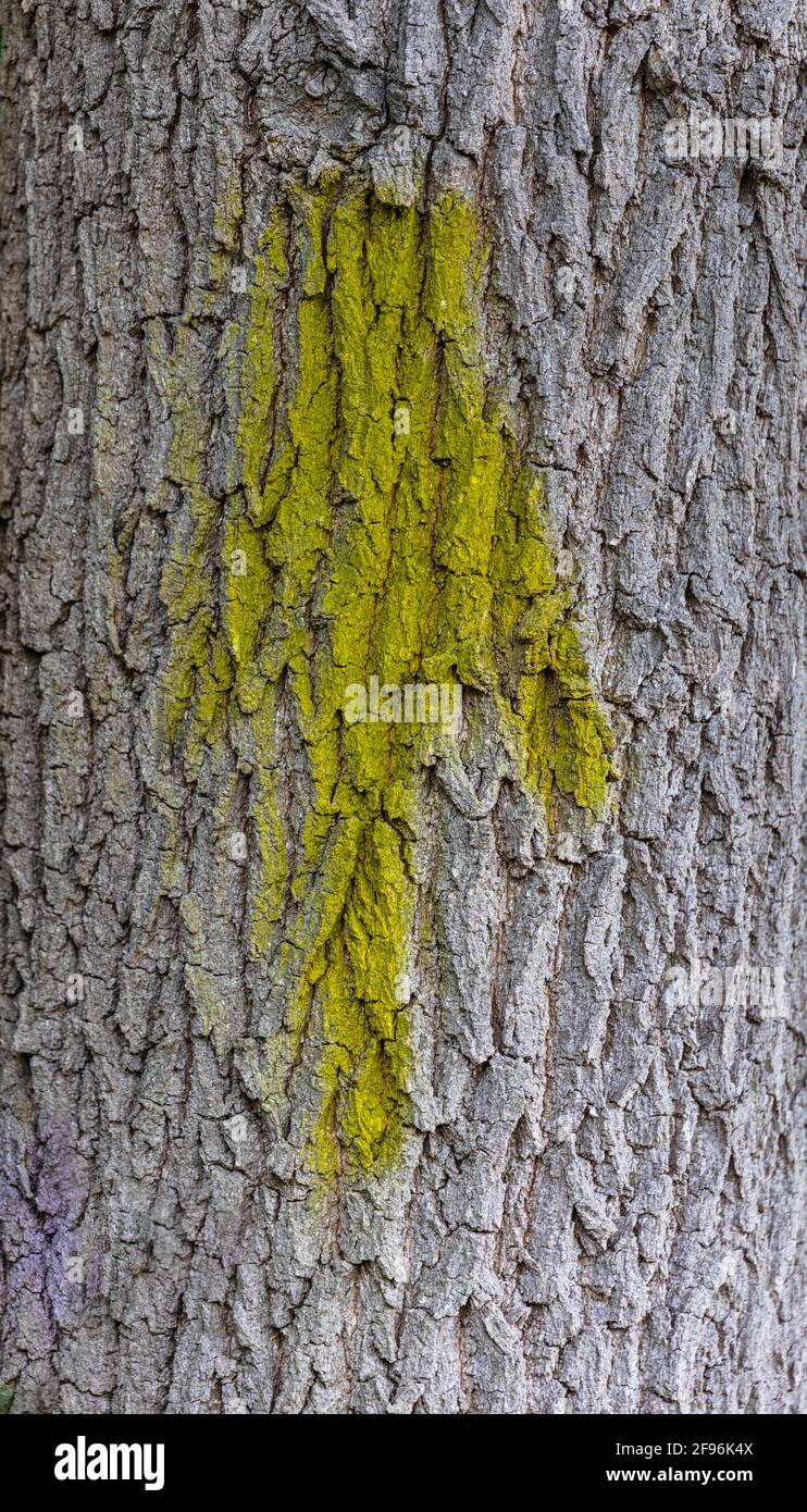 Arrow mark tree hi-res stock photography and images - Alamy