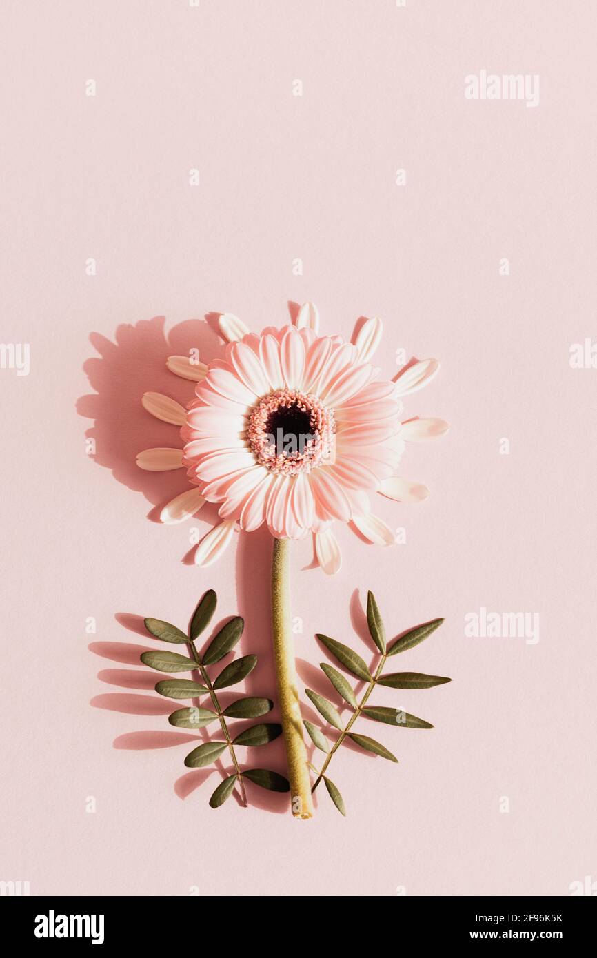 Flower Tumblr Background