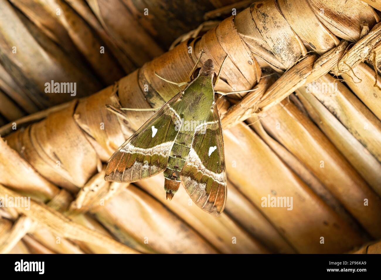 False tiger moth hi-res stock photography and images - Alamy