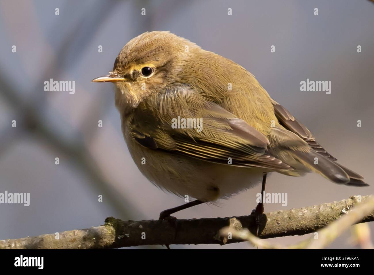 Batman bird hi-res stock photography and images - Alamy