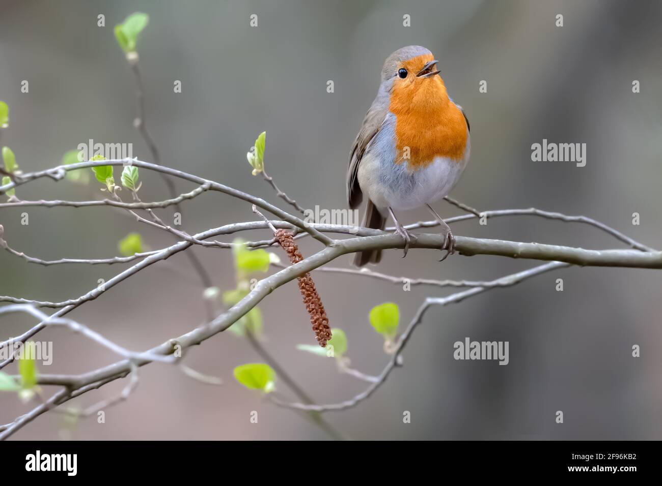 Robin_red_breast hi-res stock photography and images - Alamy