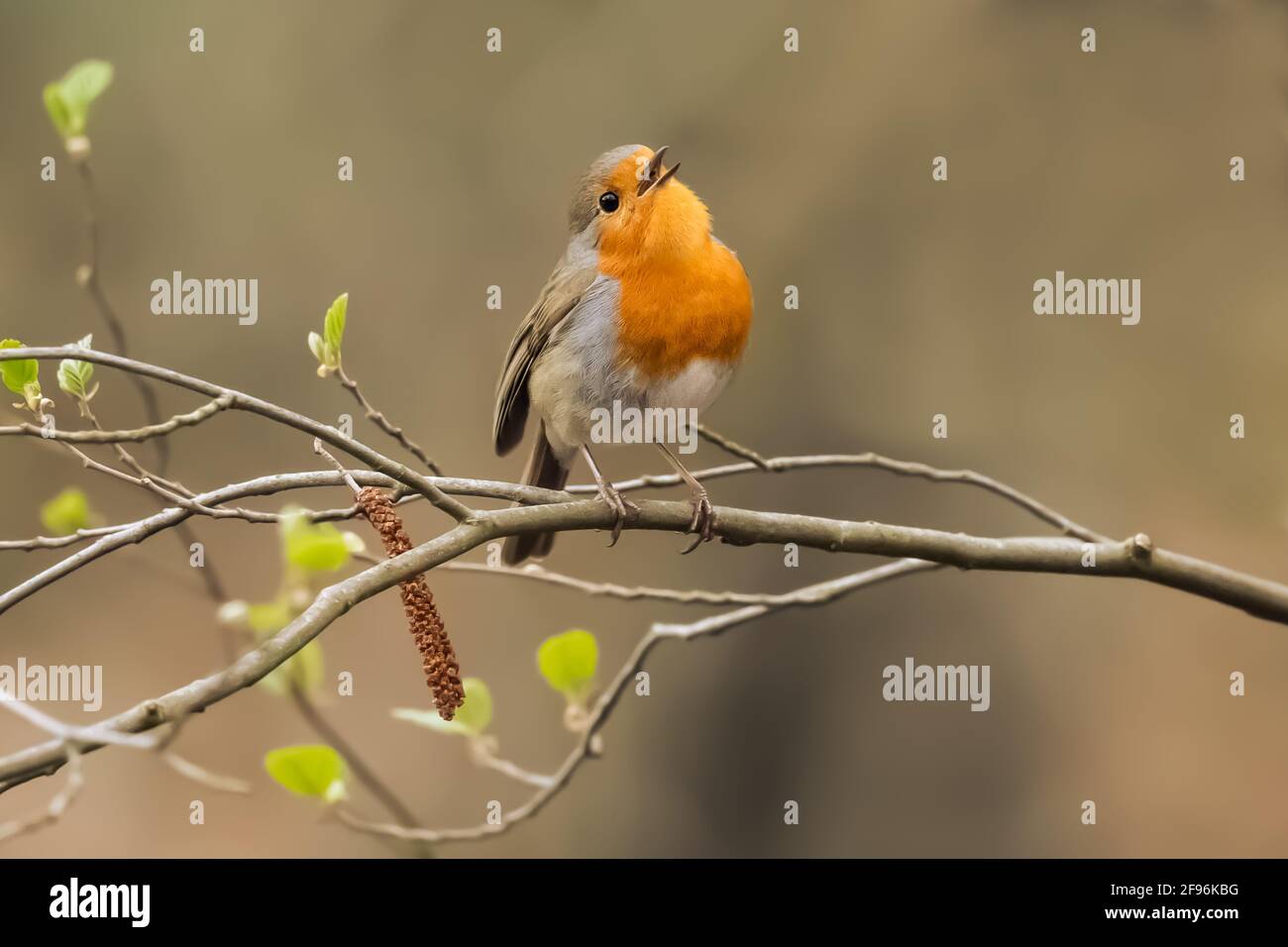 @robinredbreast hi-res stock photography and images - Alamy
