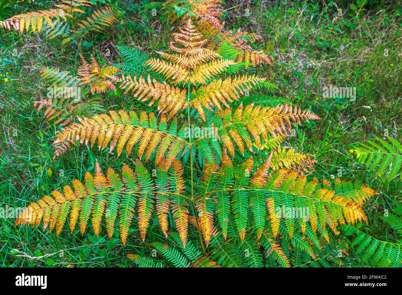 Fern leaves, top view Stock Photo - Alamy