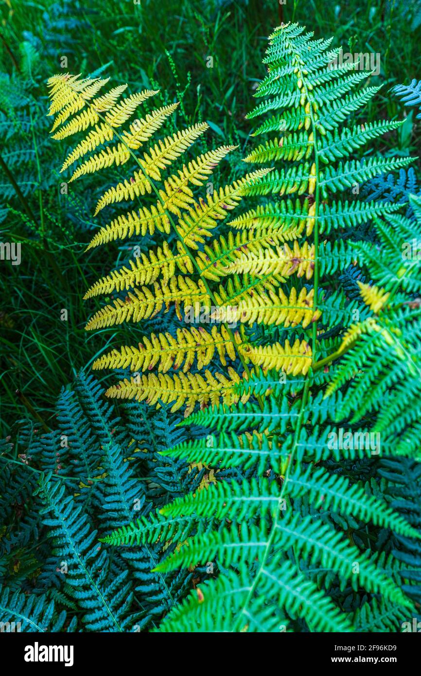 Leaves top view hi-res stock photography and images - Alamy