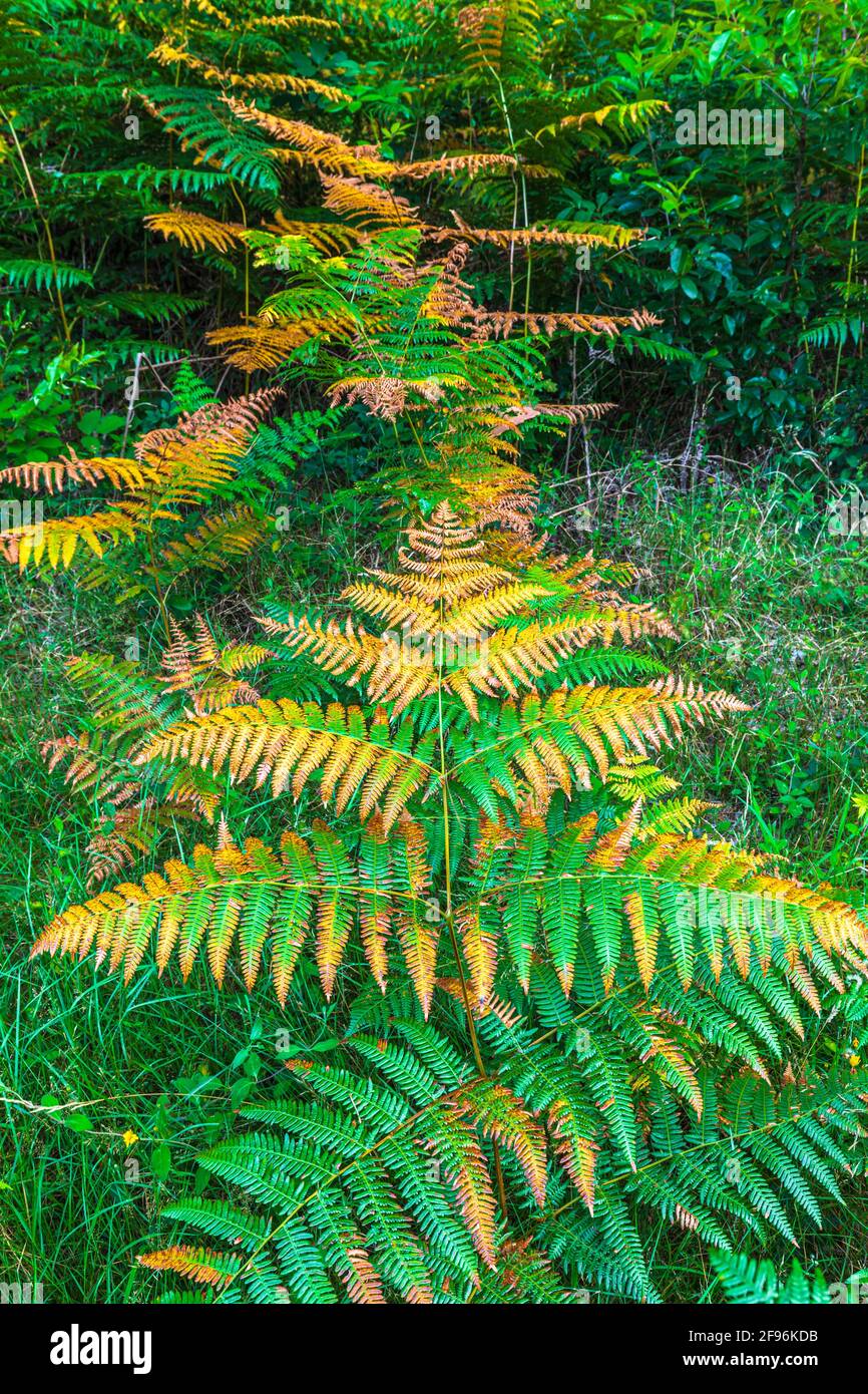 Fern leaves, top view Stock Photo - Alamy