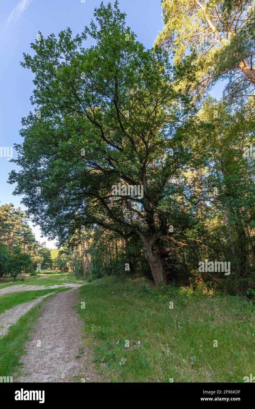Oak trees on a forest path Stock Photo - Alamy