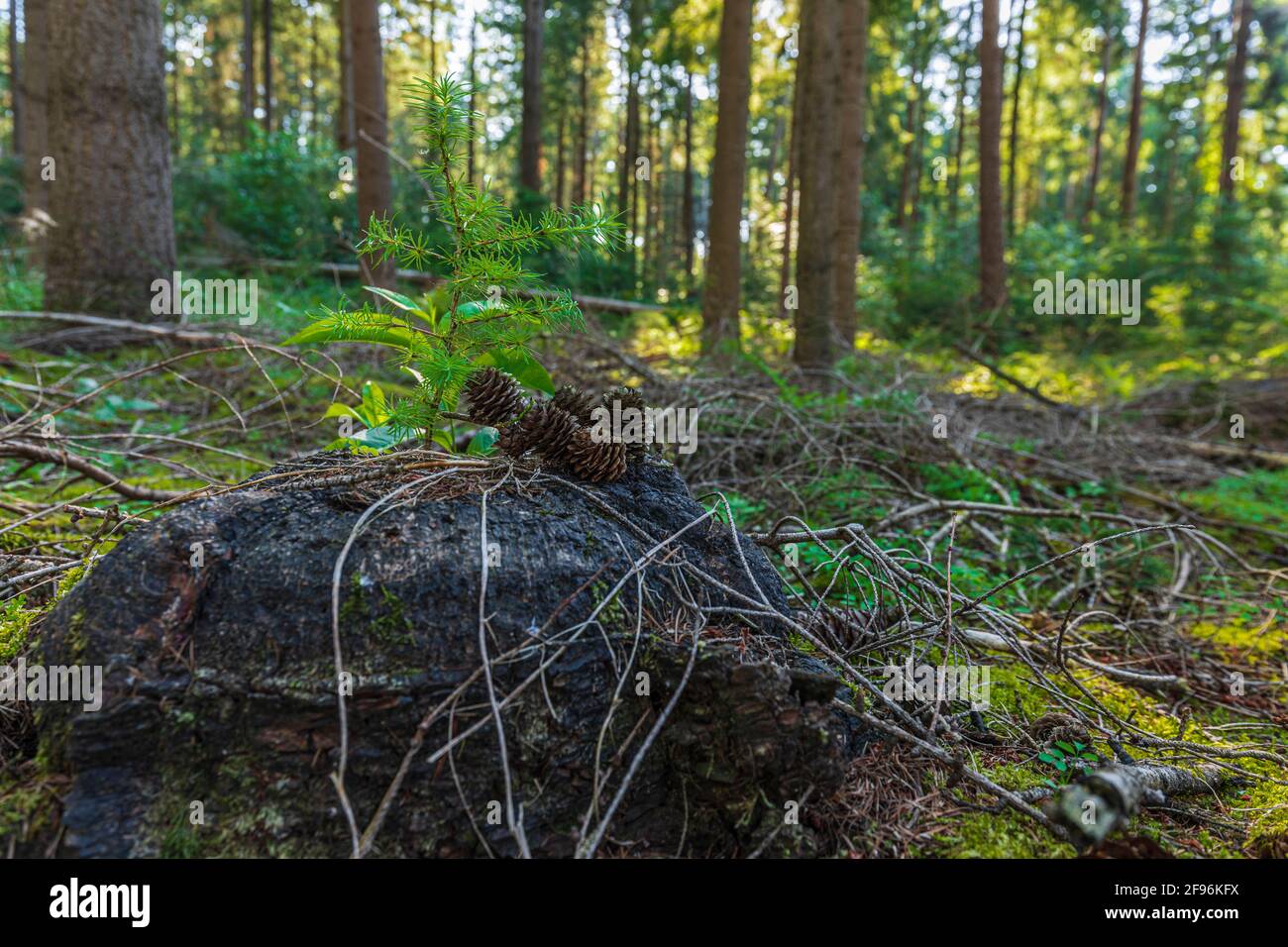 Young Scots Pine, Pinus sylvestris, close-up Stock Photo - Alamy