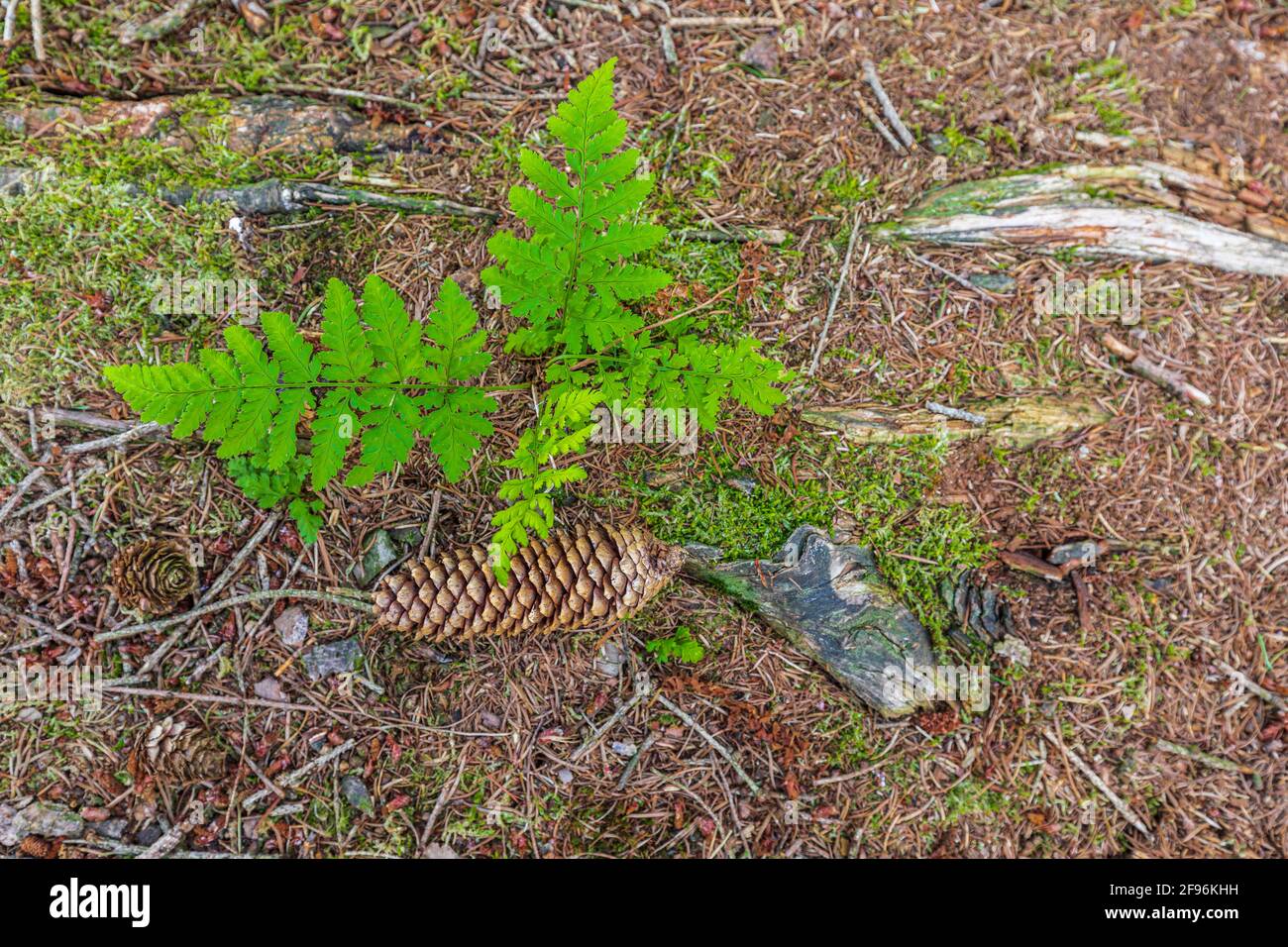 Young fern, top view Stock Photo - Alamy