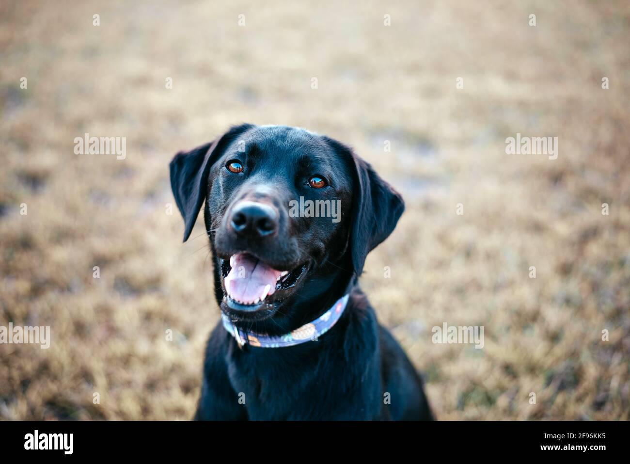 Closeup view black labrador hi-res stock photography and images - Alamy