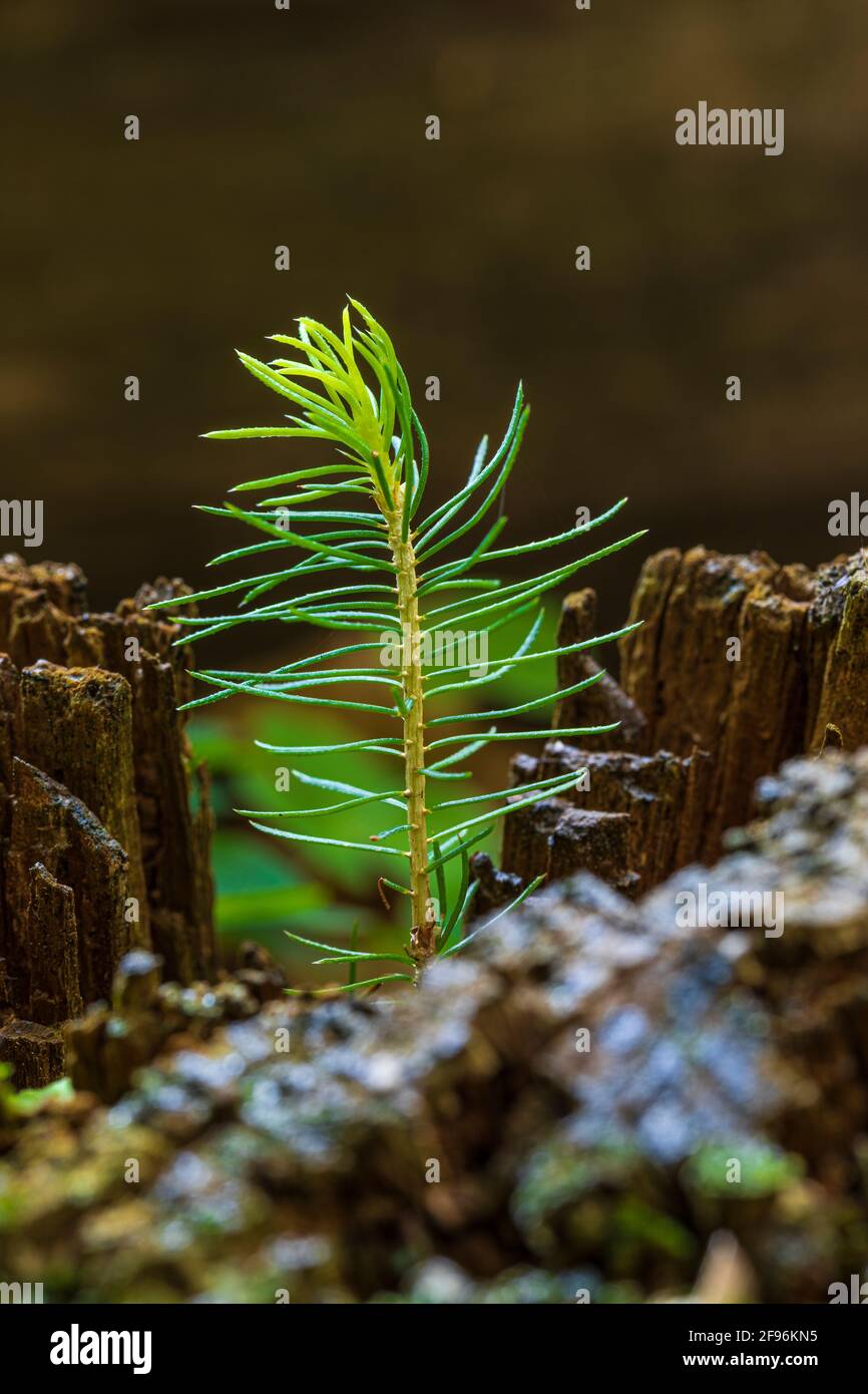 Young pinus sylvestris hi-res stock photography and images - Alamy