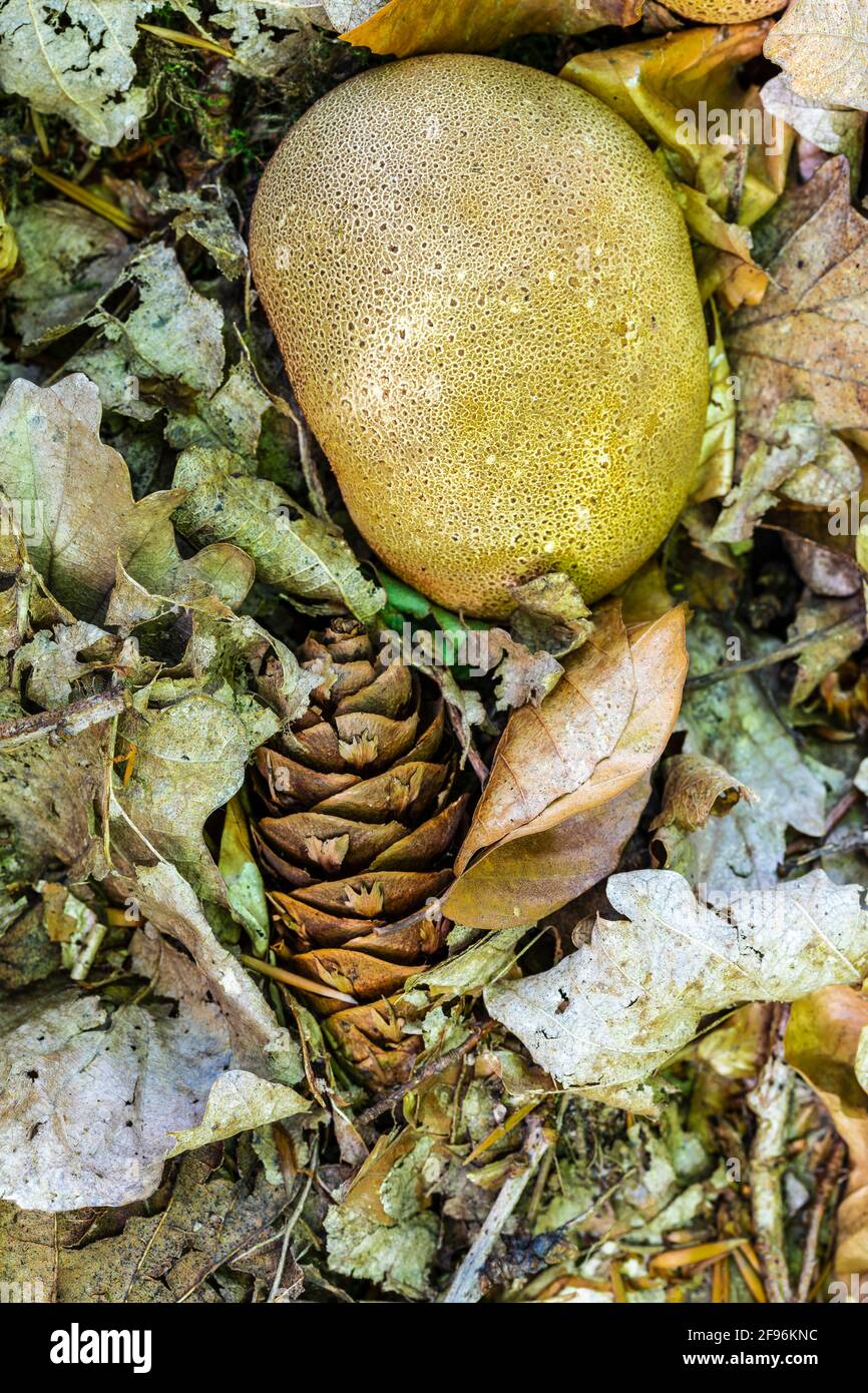 Mushrooms, bovist, potato bovist Stock Photo - Alamy