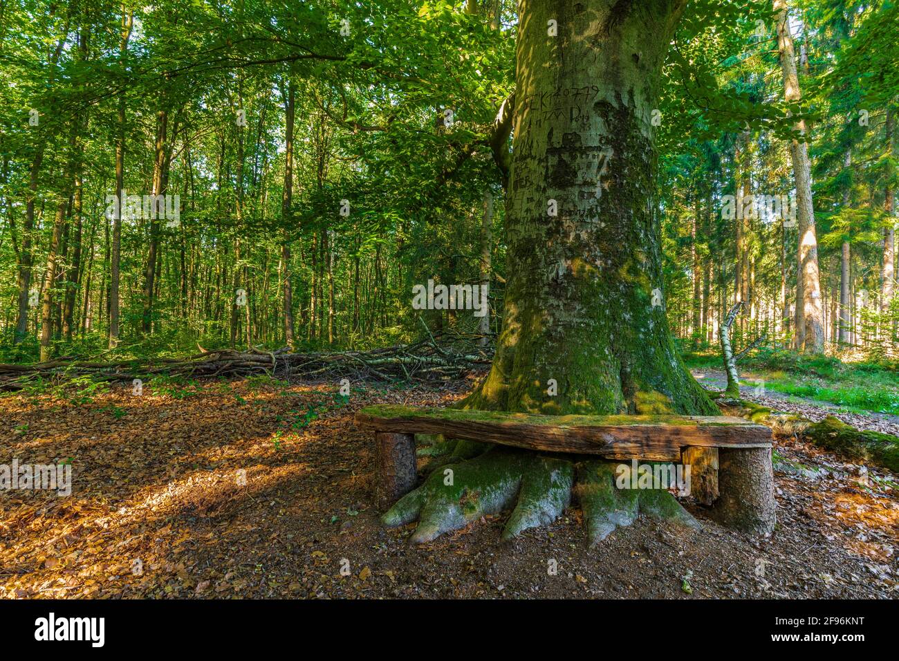Beech bench hi-res stock photography and images - Alamy