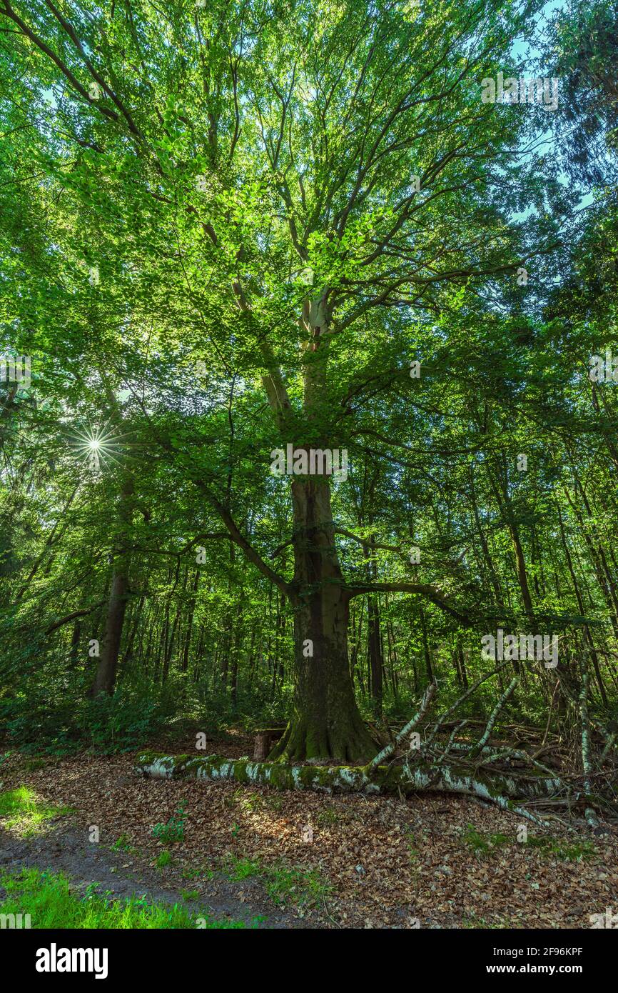Old beech, bench Stock Photo - Alamy