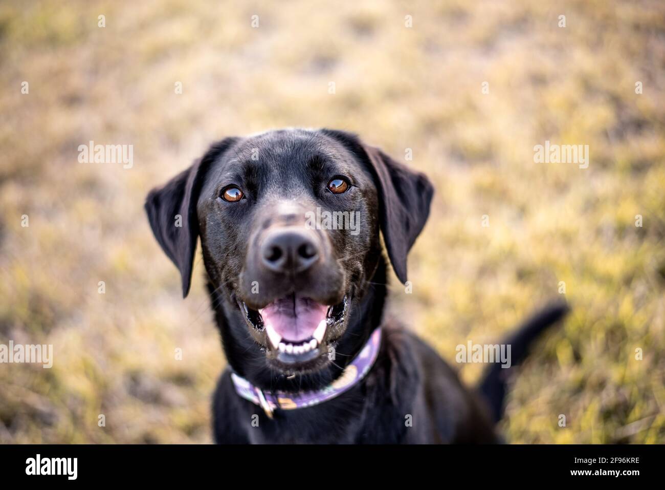 Black Labrador retriever portrait, outside in a park Stock Photo - Alamy