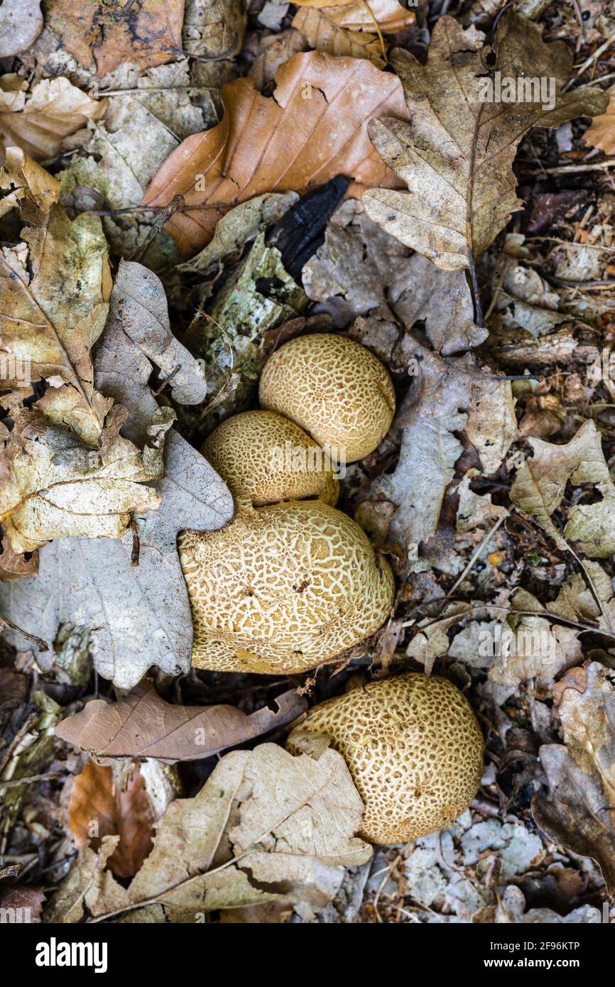 Mushrooms, bovist, potato bovist Stock Photo - Alamy