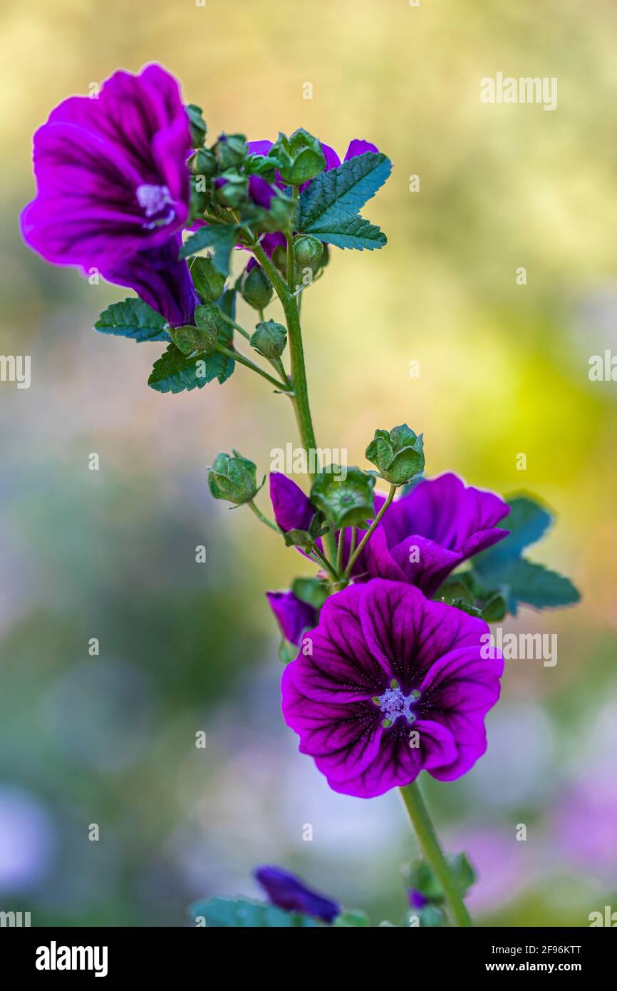 Tree hollyhock hi-res stock photography and images - Alamy