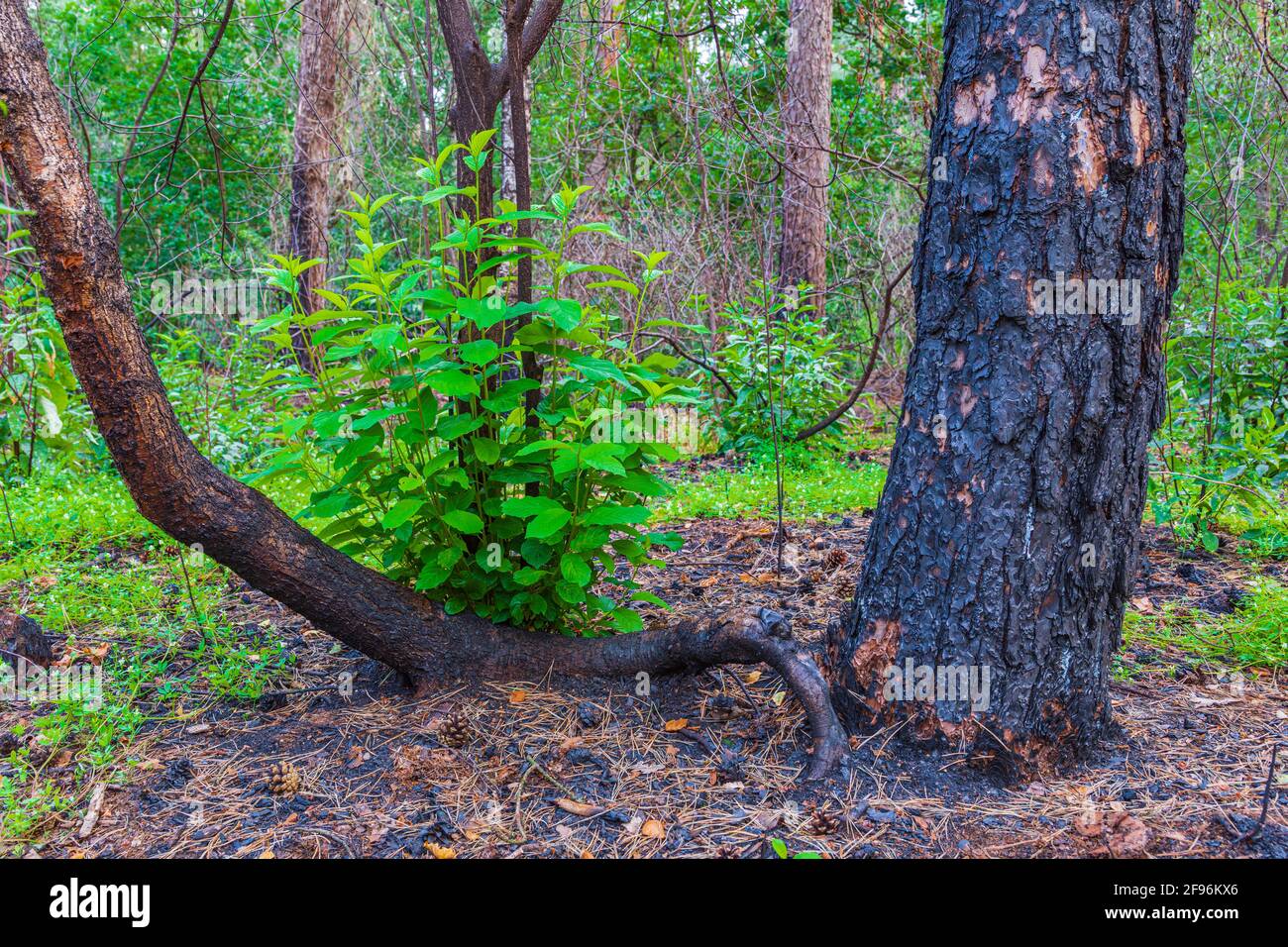 Fires the freshly hi-res stock photography and images - Alamy