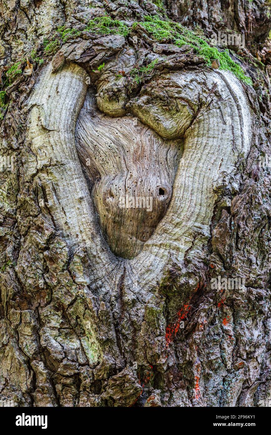 Tree heart, heart-shaped knothole, tree trunk Stock Photo - Alamy