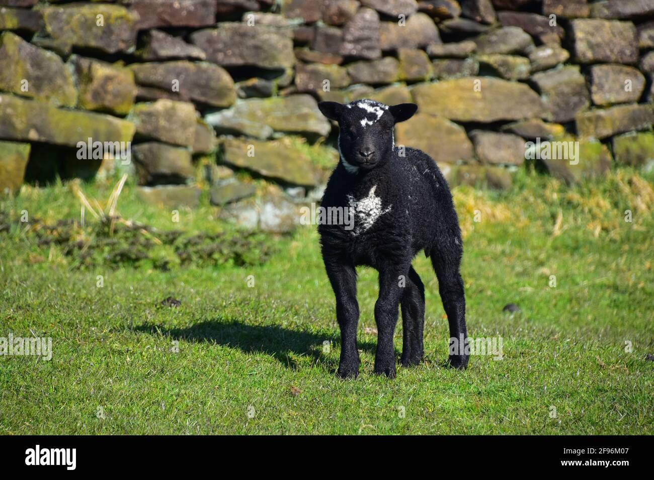 Cute Black Lamb Stock Photo - Alamy