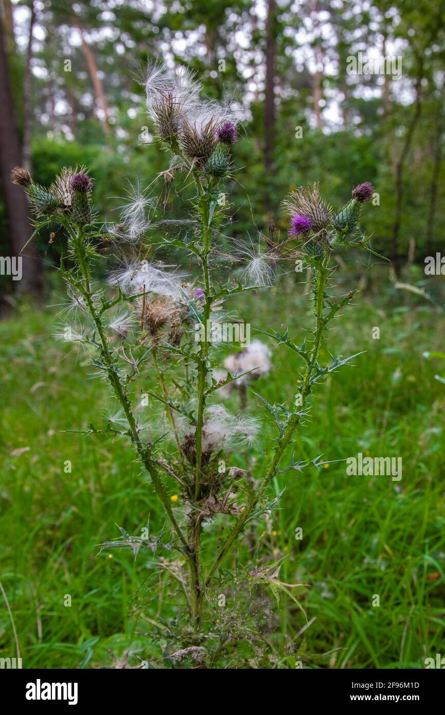 Thistle, seed pod Stock Photo - Alamy