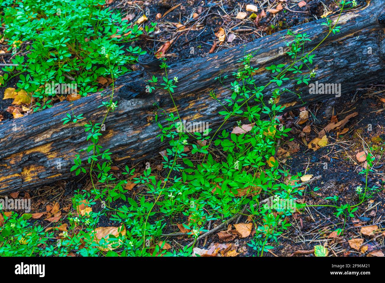 freshly sprouting vegetation after a forest fire Stock Photo - Alamy