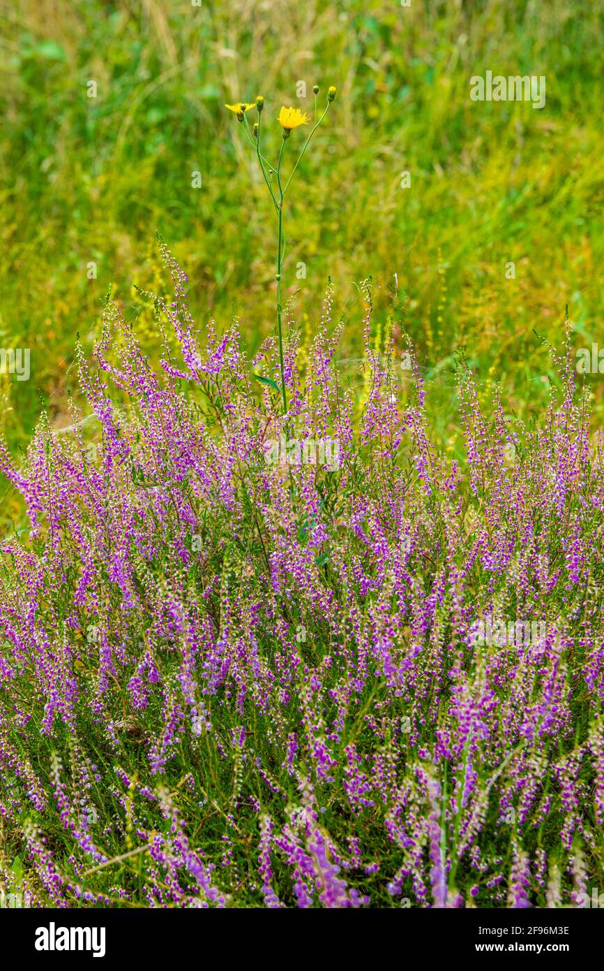Dwarf shrub heath area hi-res stock photography and images - Alamy