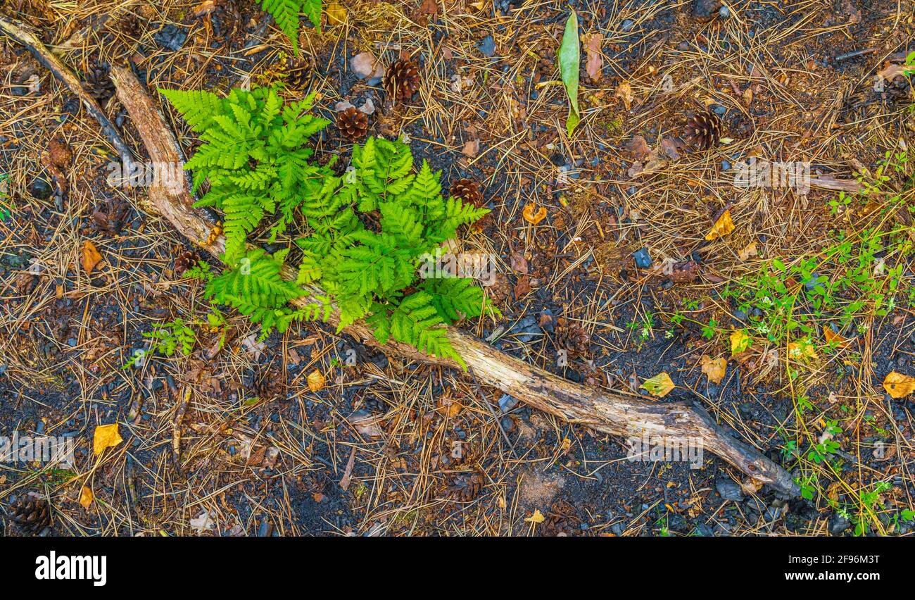 Sprouting a young plant hi-res stock photography and images - Alamy