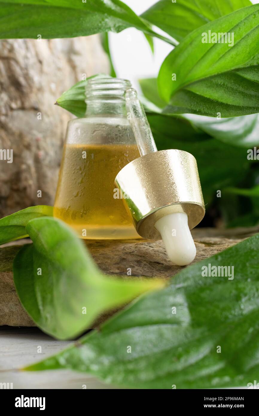 Natural essential oil. Homeopathy remedy, healthy beauty product Stock ...