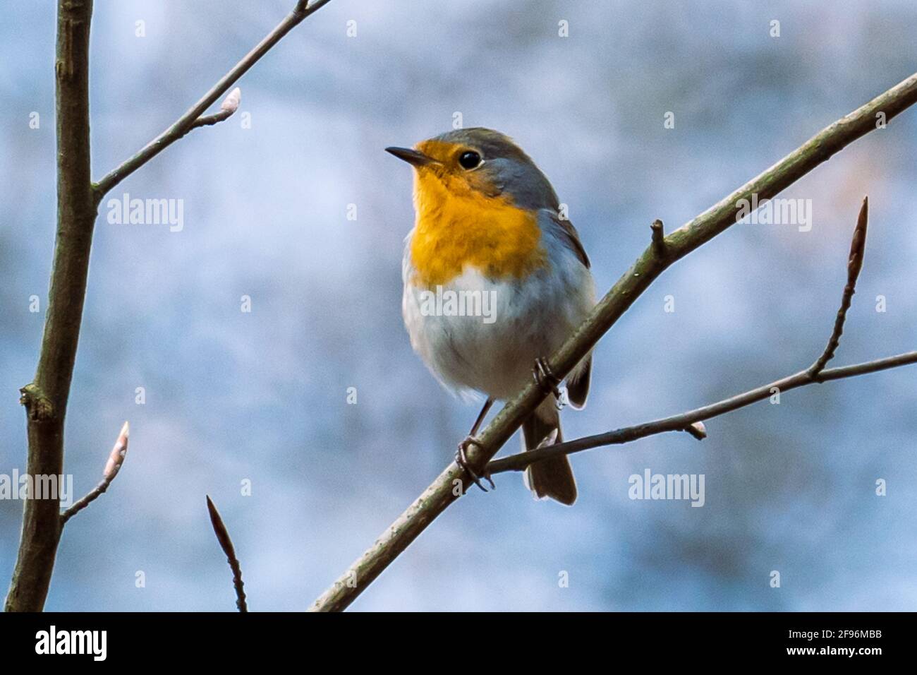 Robin_red_breast hi-res stock photography and images - Alamy