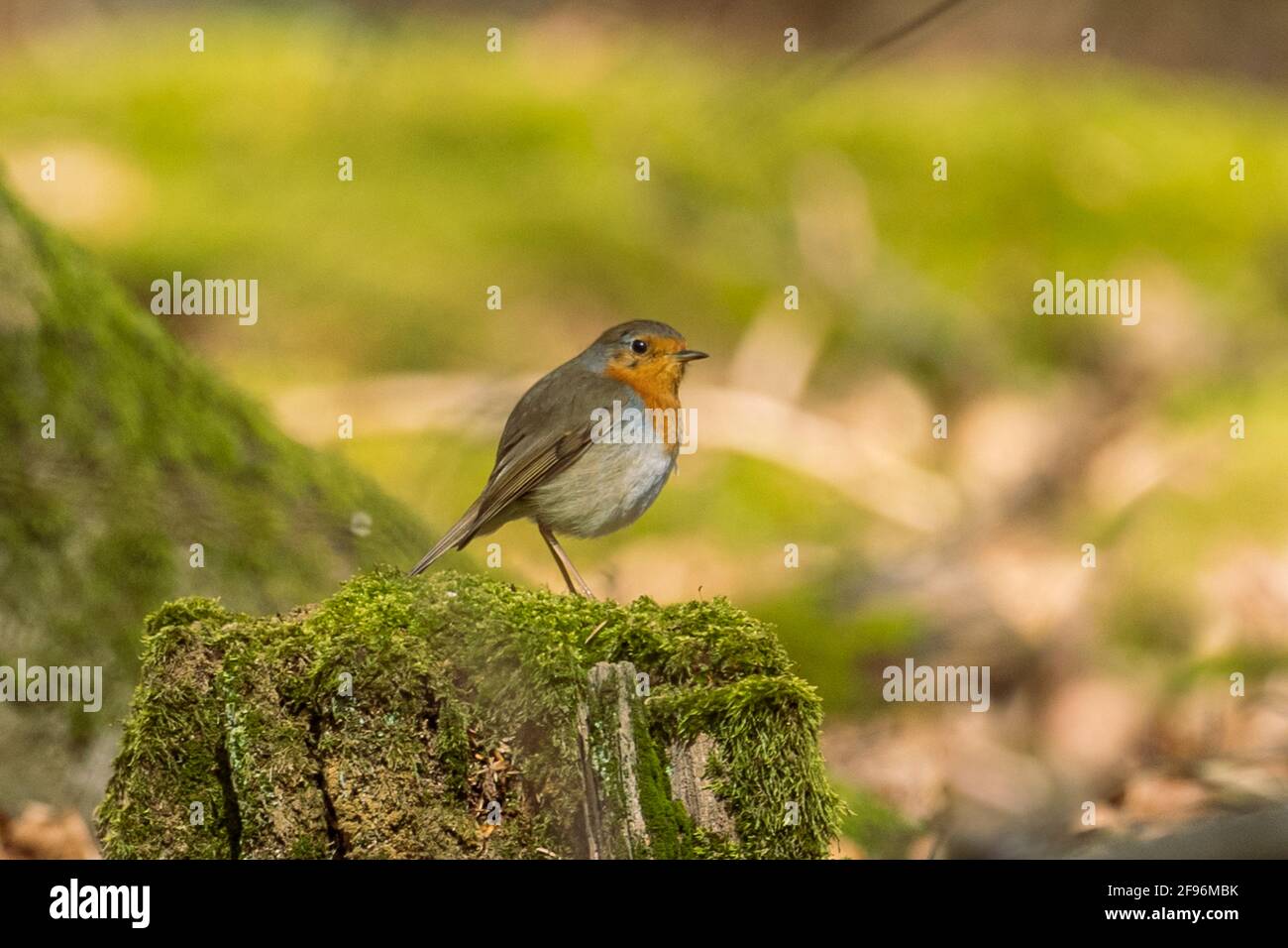 Redrobin hi-res stock photography and images - Alamy