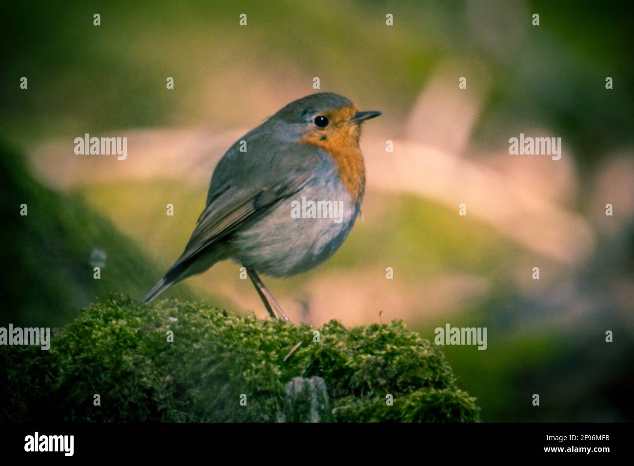 Redrobin hi-res stock photography and images - Alamy