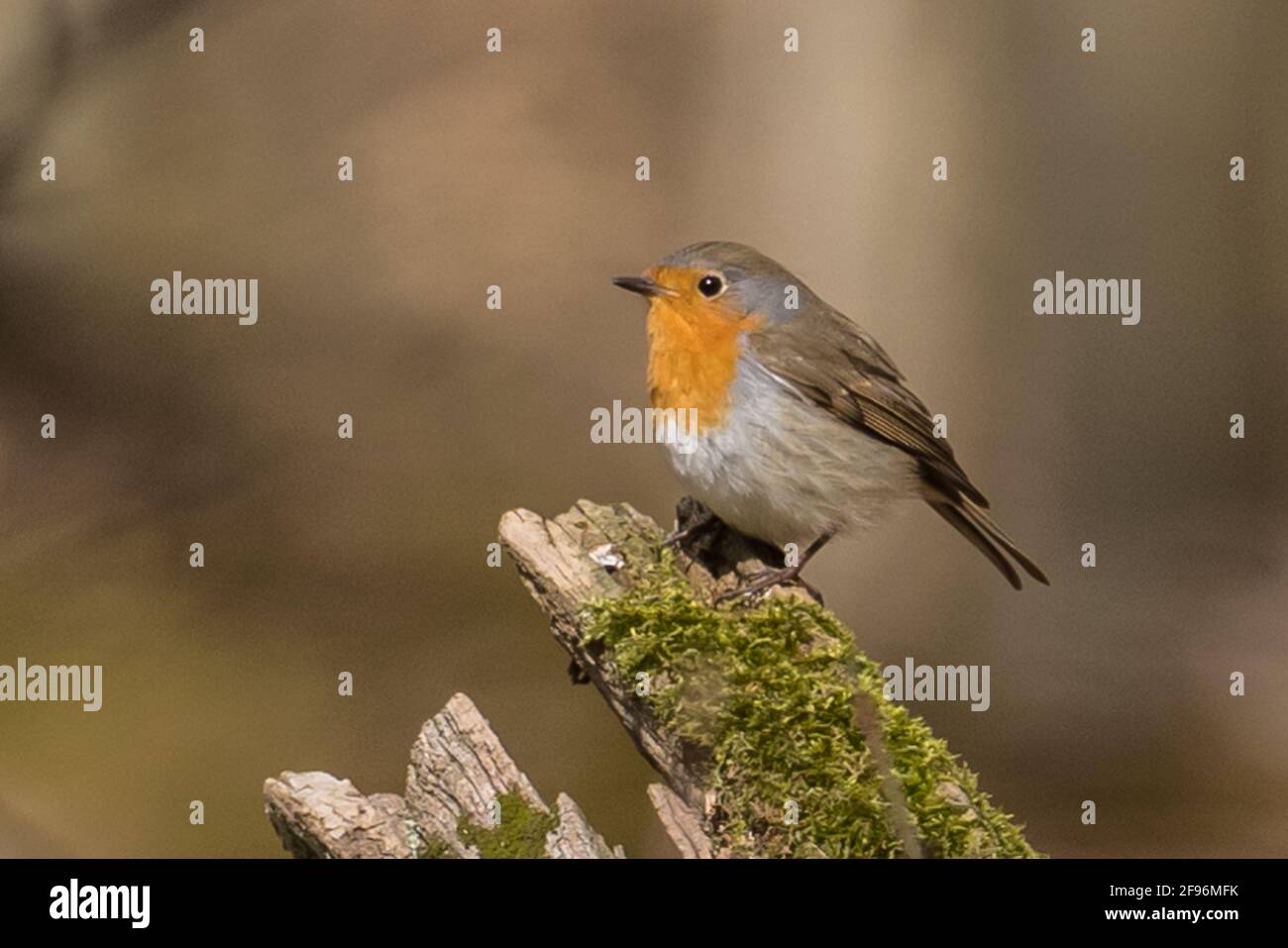 Robinredbreast hi-res stock photography and images - Alamy
