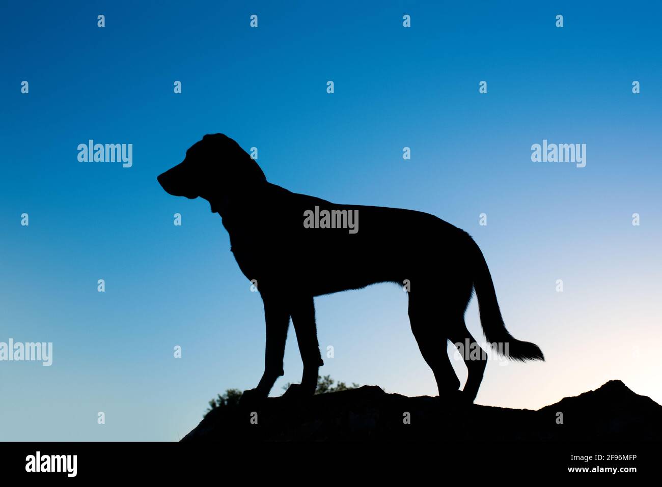 Black Labrador retriever portrait, outside in a park Stock Photo - Alamy