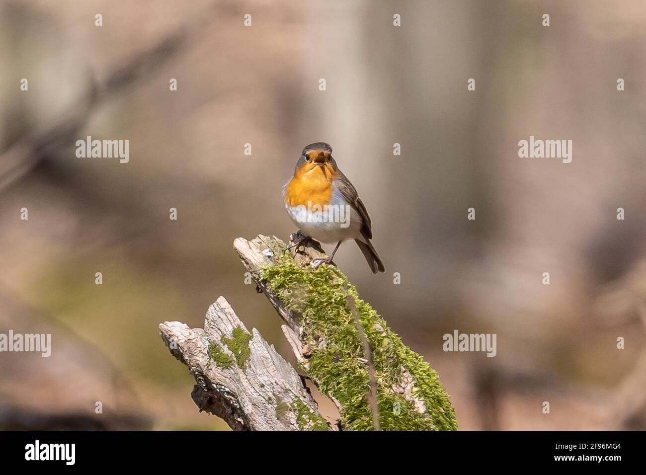 Redrobin hi-res stock photography and images - Alamy