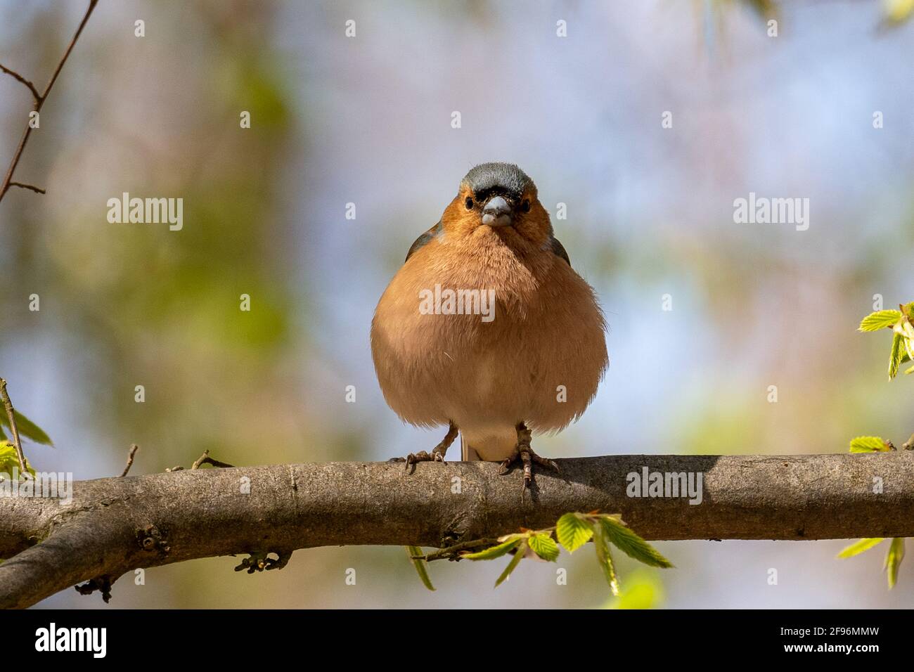 Batman bird hi-res stock photography and images - Alamy